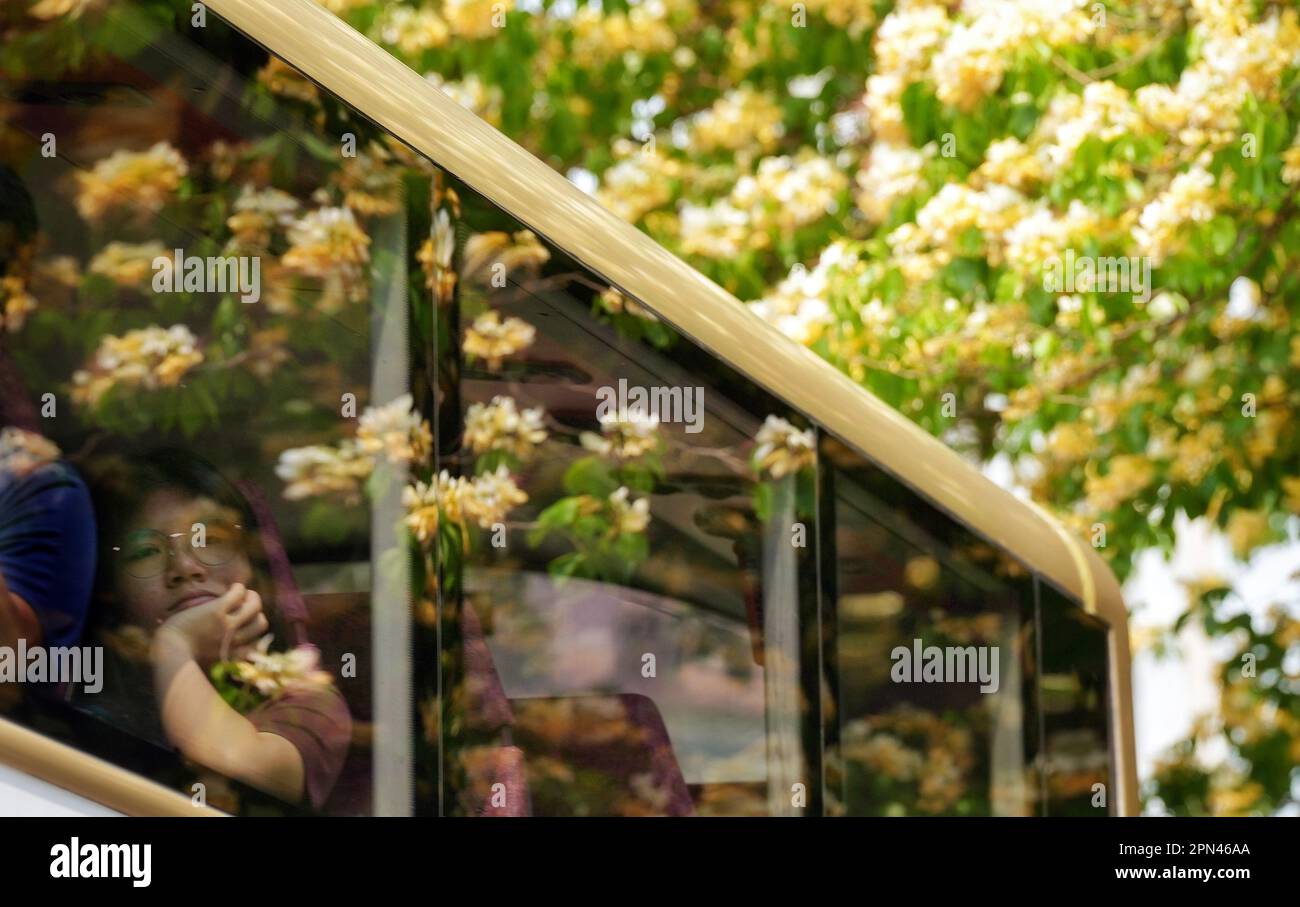 Spider trees in MongKok come into bloom since April. 12APR23 SCMP ...