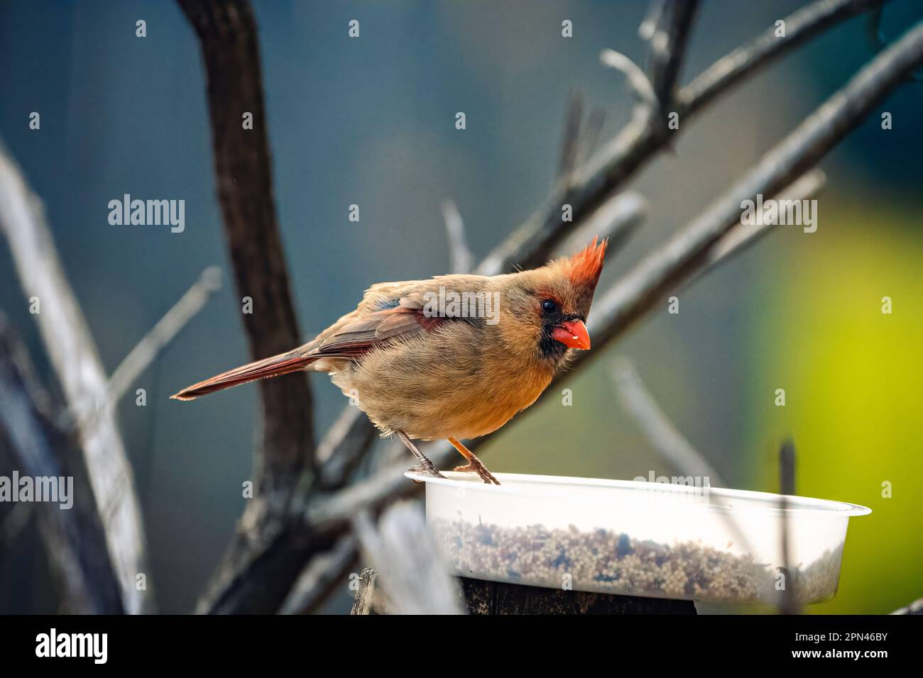 northern cardinal bird Stock Photo - Alamy