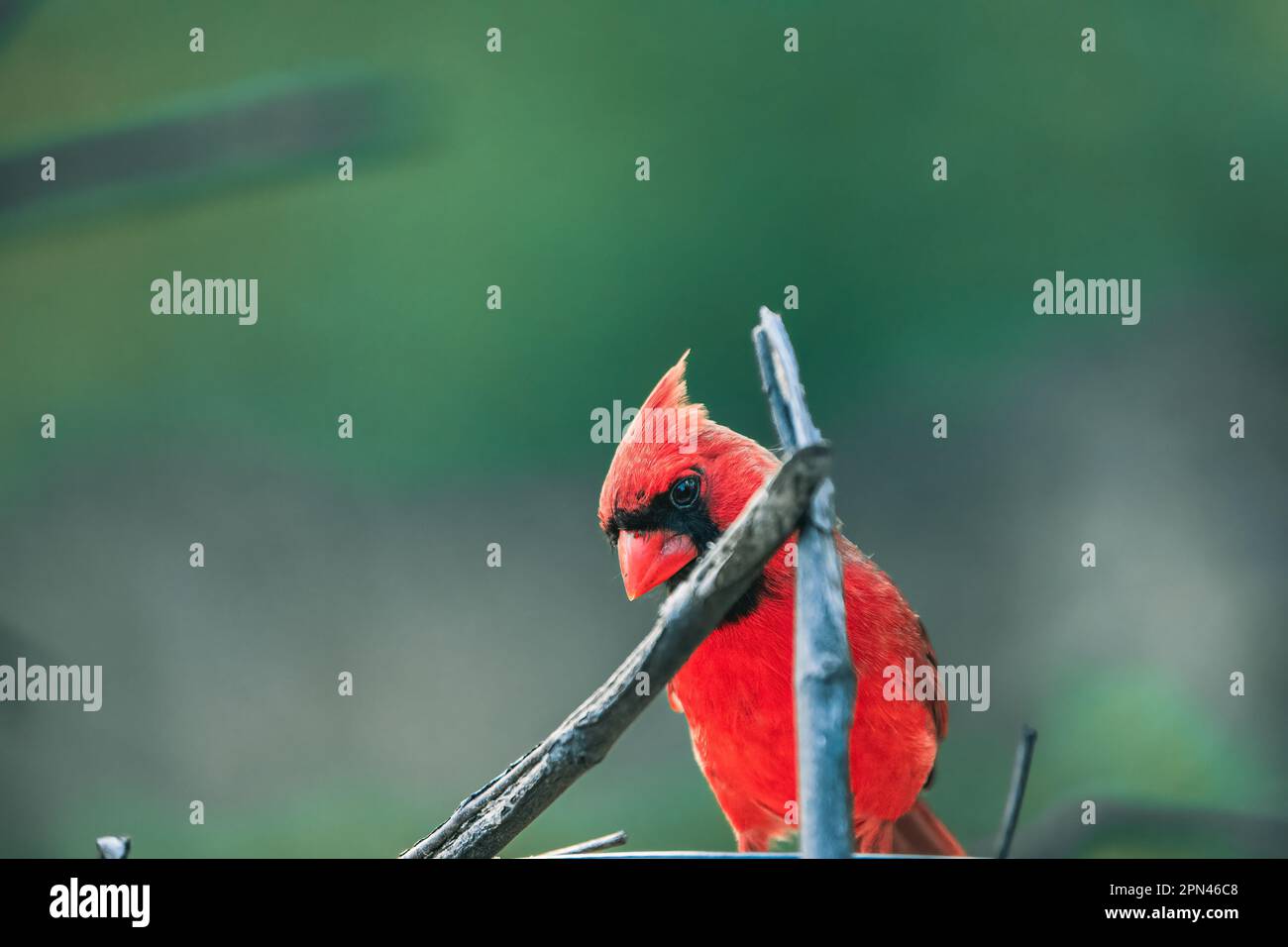 northern cardinal bird Stock Photo - Alamy