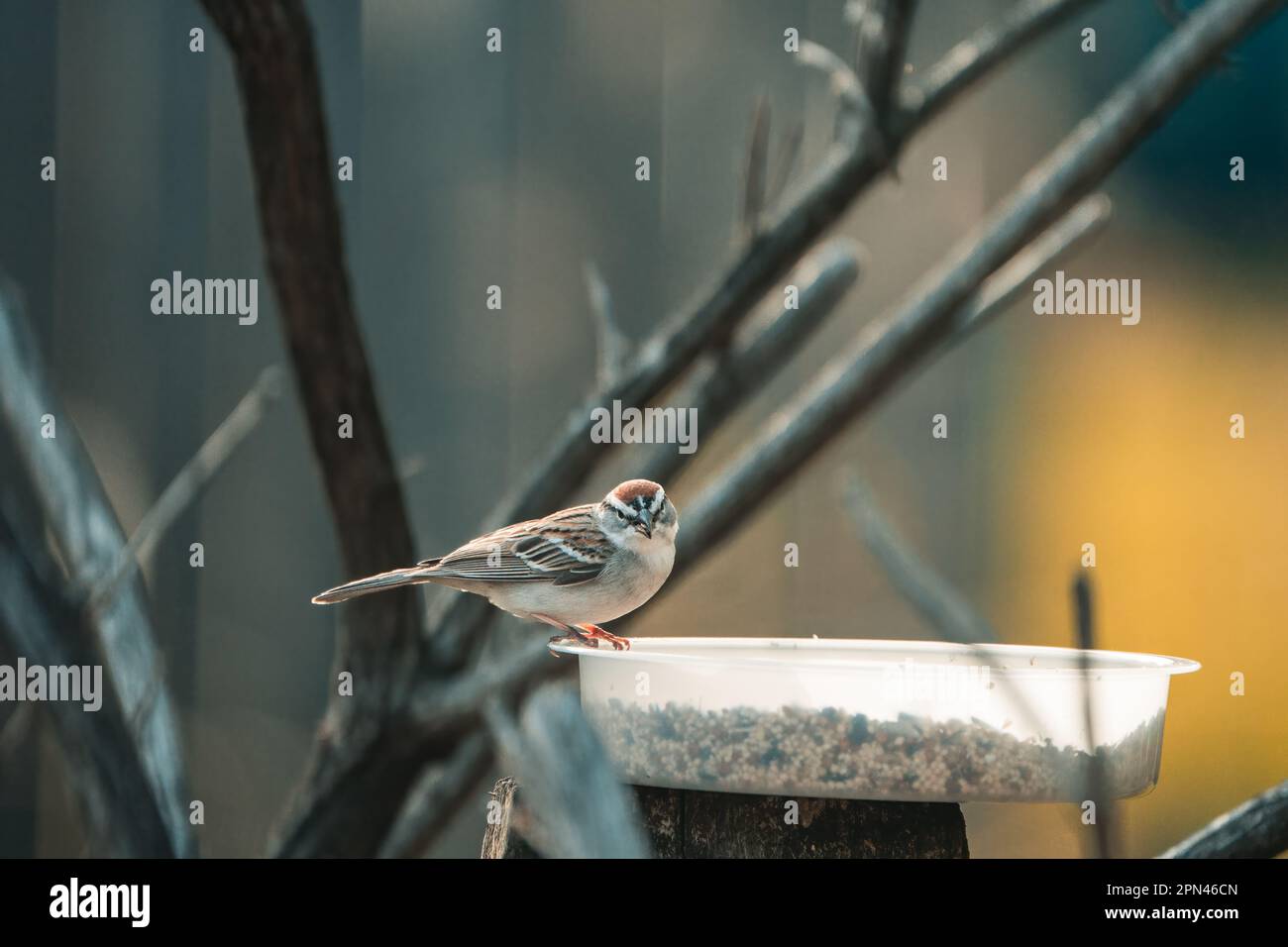 Goldfinch and sparrow hi-res stock photography and images - Alamy