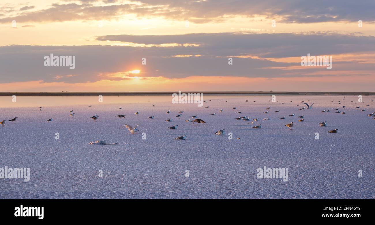 Seagull birds on sunset Genichesk pink extremely salty lake (colored by ...