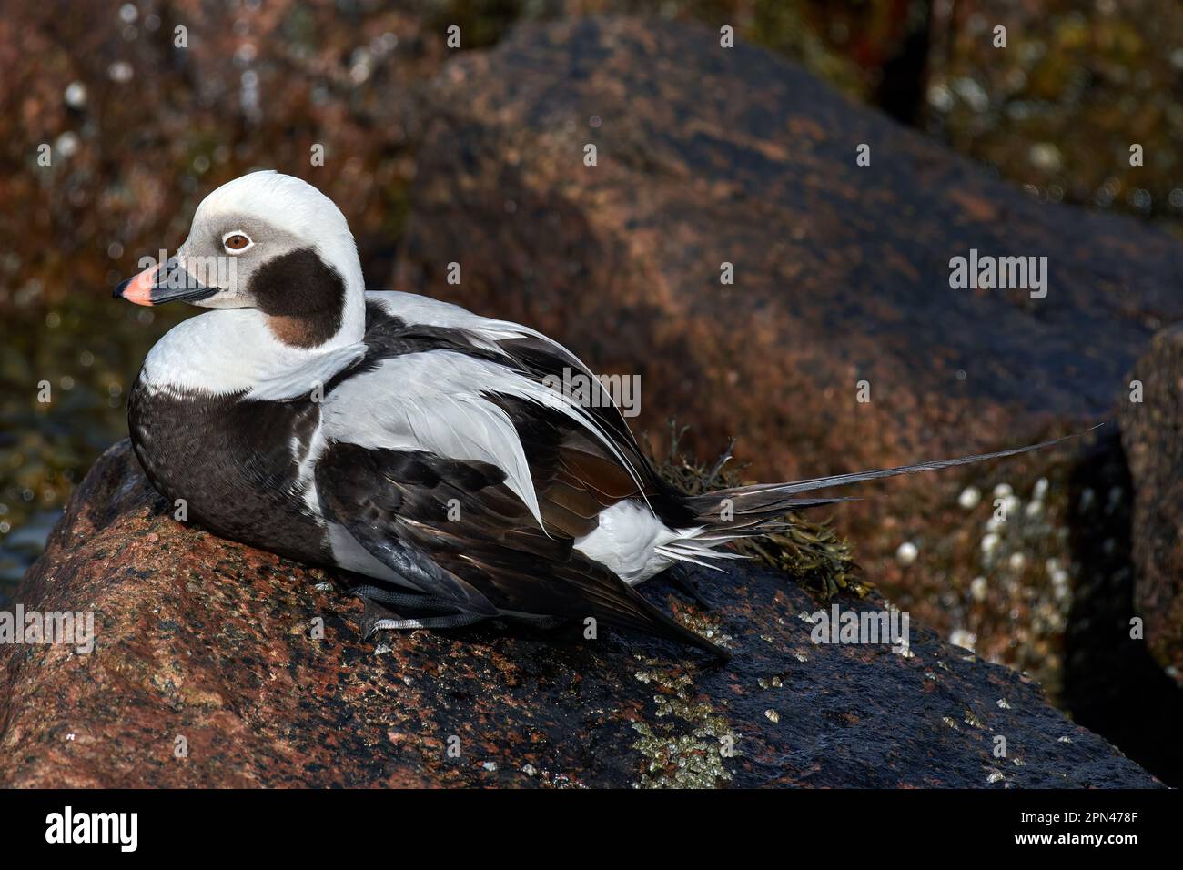 Long Tailed Duck Stock Photo - Alamy