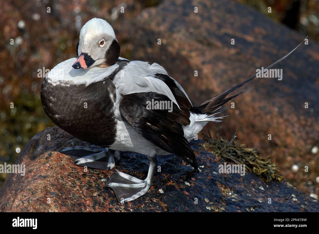 Long Tailed Duck Stock Photo - Alamy
