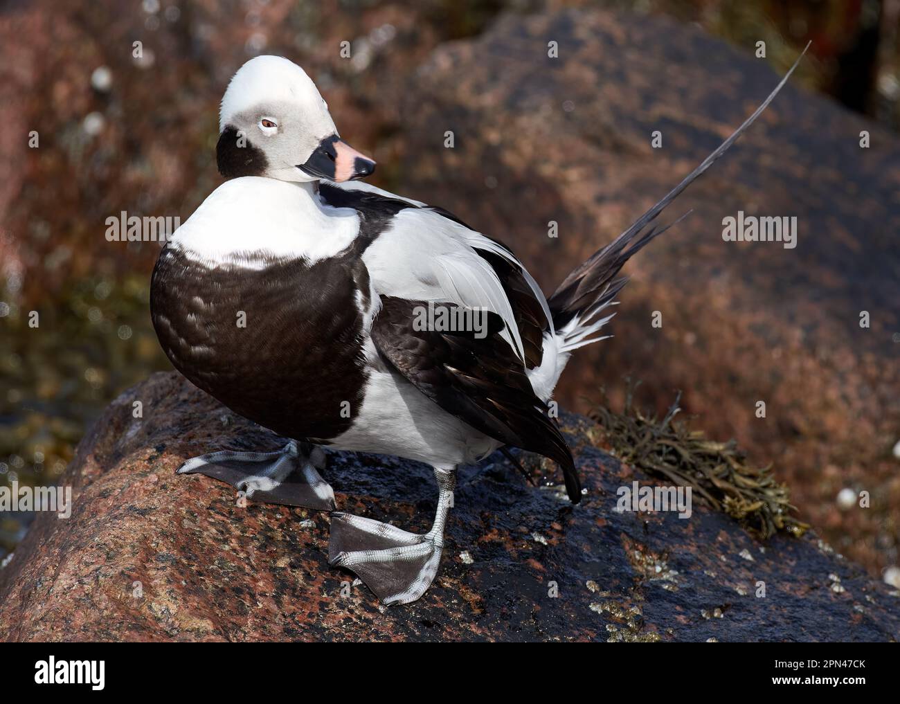 Long Tailed Duck Stock Photo - Alamy