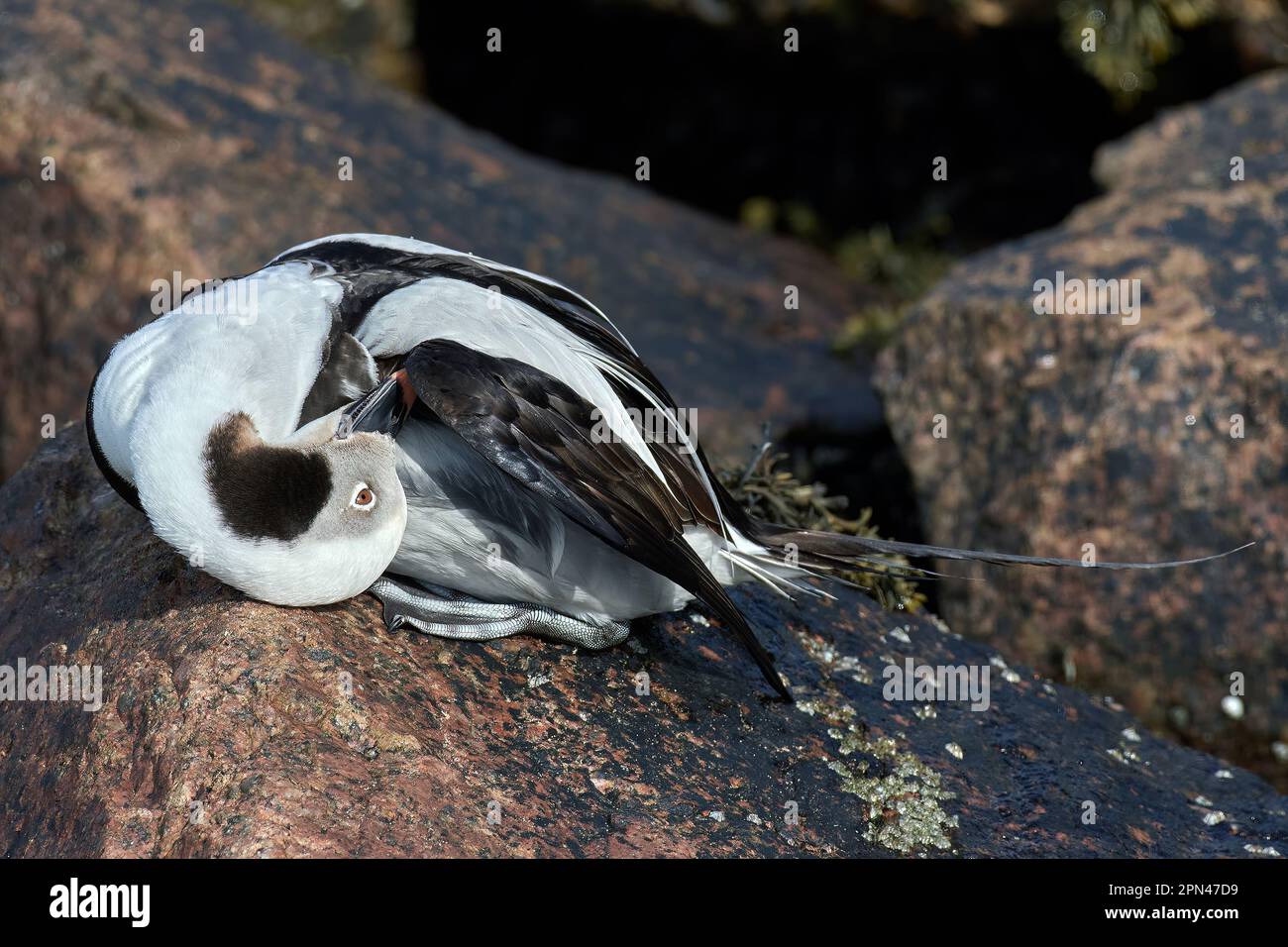 Long Tailed Duck Stock Photo - Alamy