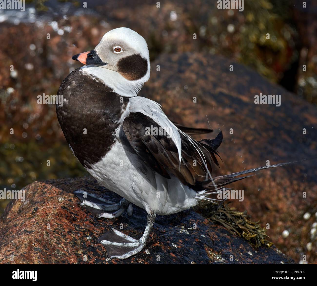 Long Tailed Duck Stock Photo - Alamy