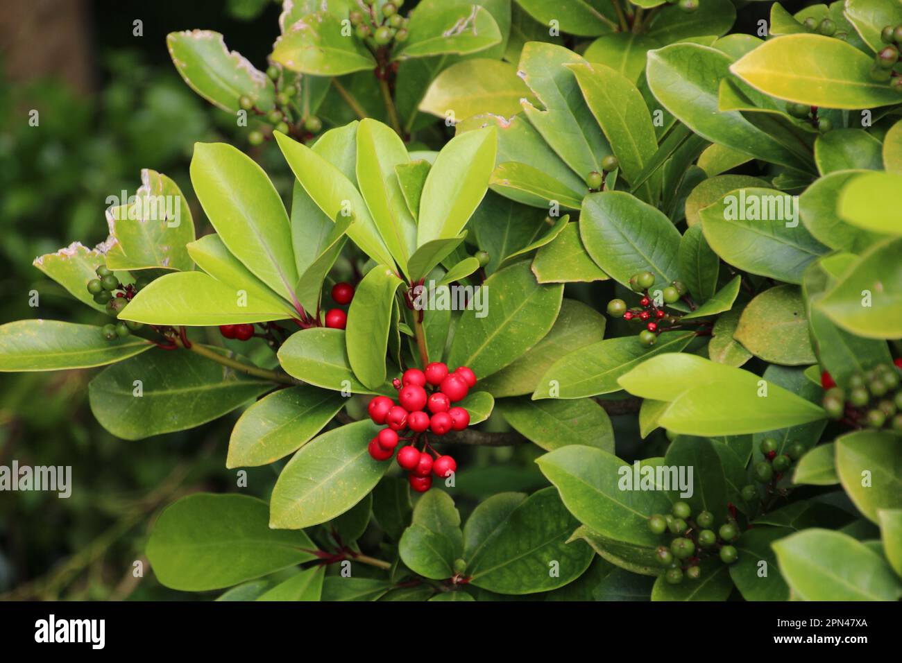 Red laurel fruit hi-res stock photography and images - Alamy