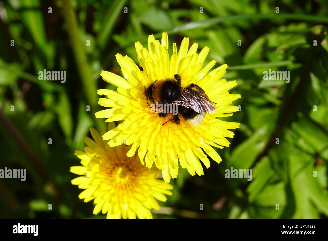 Cuckoo bumblebee family Apidae on the flower of common dandelion ...