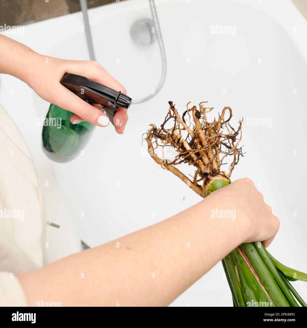 Strelitzia nicolai home hi-res stock photography and images - Alamy