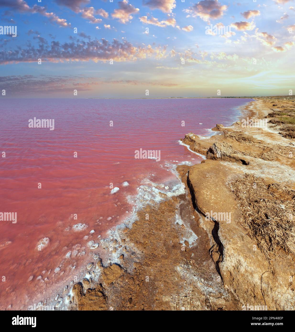 Pink extremely salty Syvash Lake, colored by microalgae with ...
