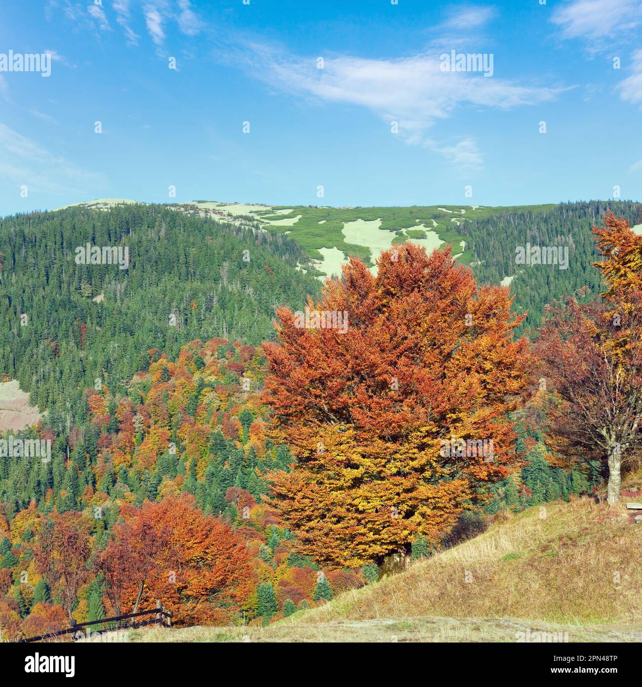 Sunny autumn mountain forest (on mountainside Stock Photo - Alamy
