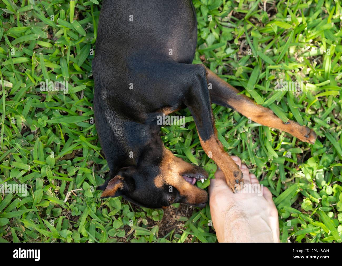 Pincher dog leak leg on green grass background Stock Photo - Alamy