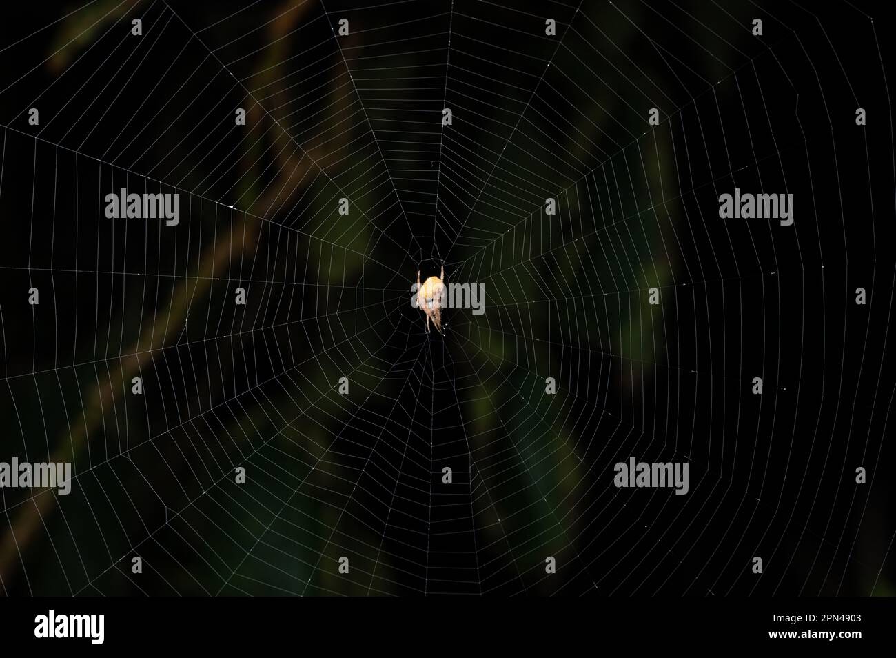Small yellow spider sit on web in blurred black background Stock Photo ...