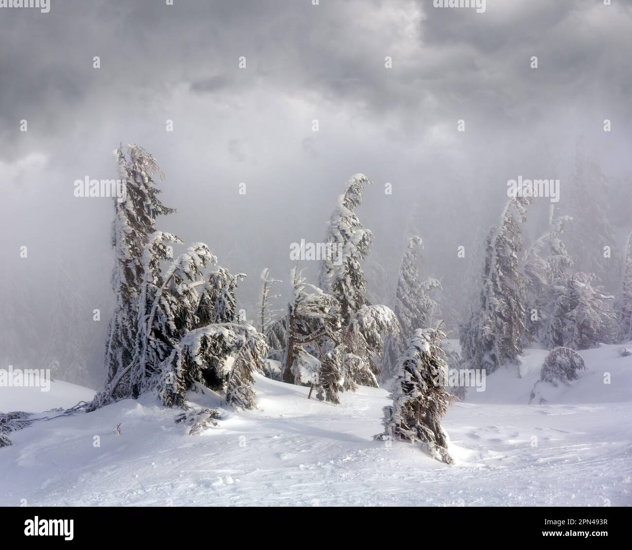 Snowy fir forest on hill in winter with overcast sky hi-res stock ...