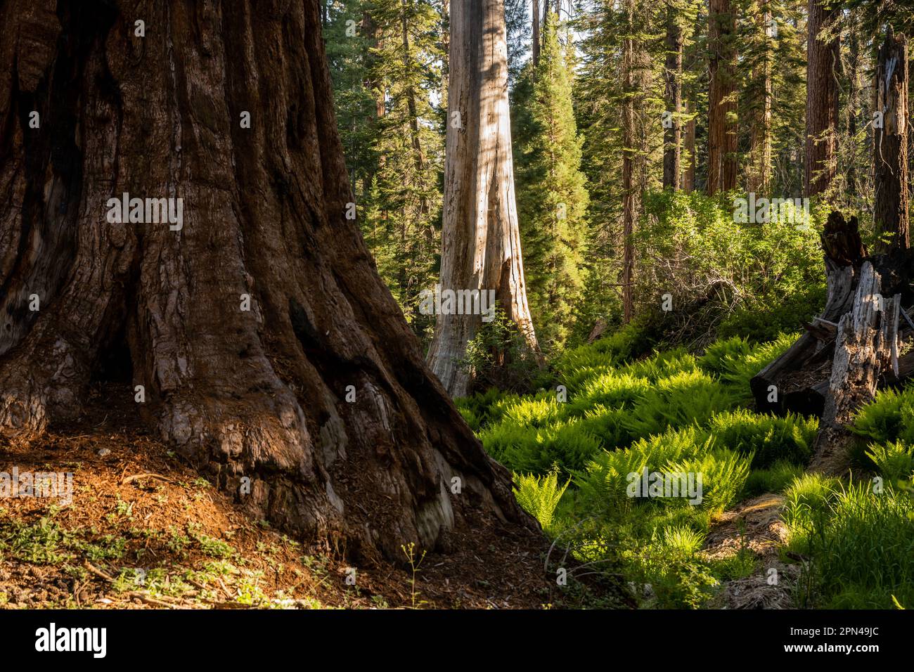 Trunk of Sequoia Tree Surrounded by Green Ferns in Kings Canyon ...