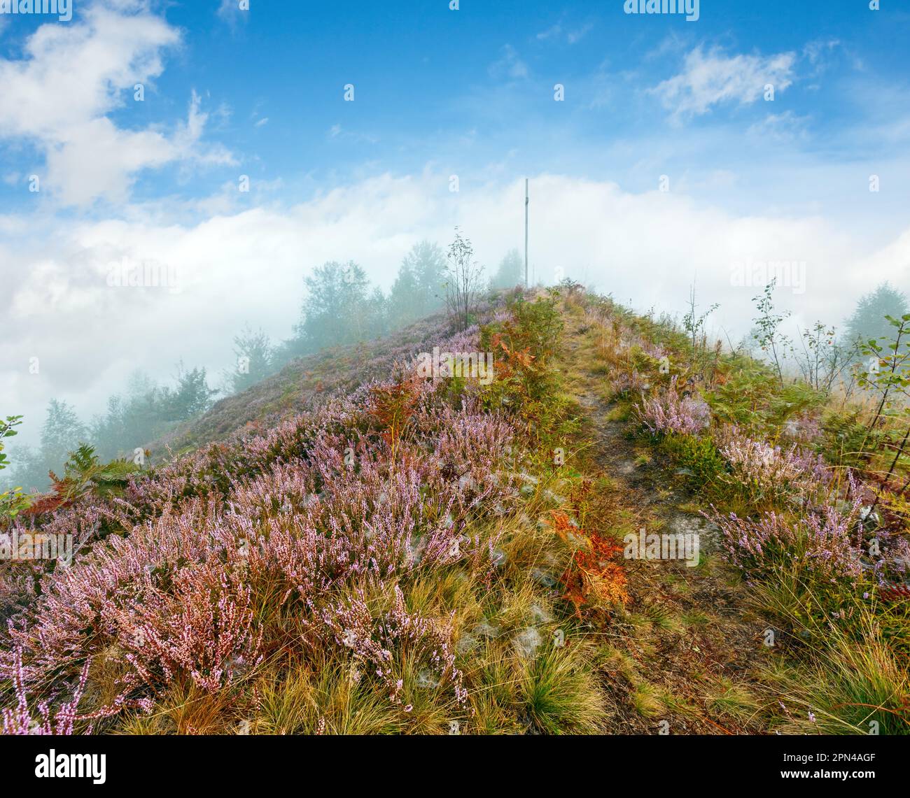 Early misty morning dew drops on wild mountain grassy meadow with wild ...
