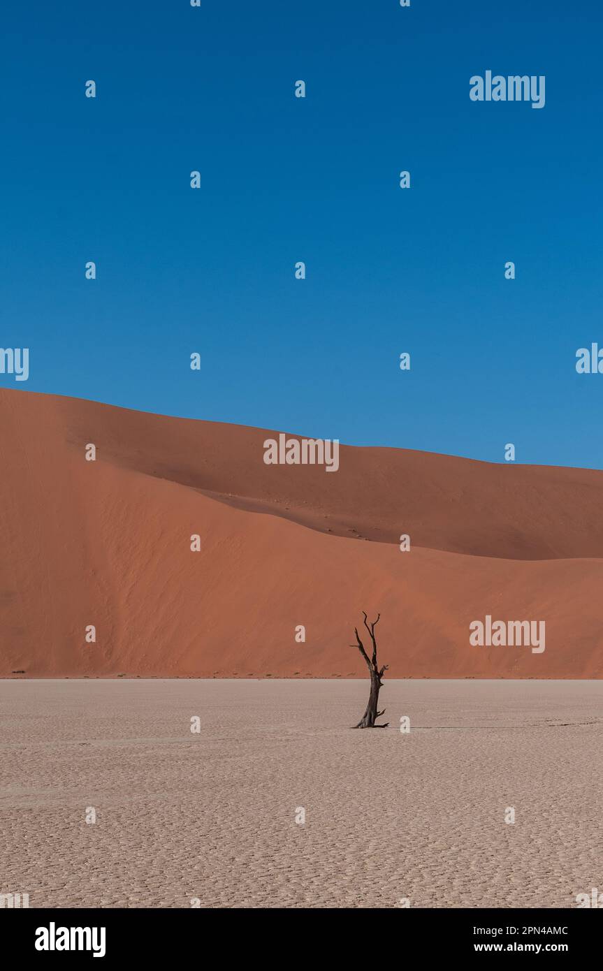 Landscape shot of the iconic dead trees of the Namibian deadvlei area ...