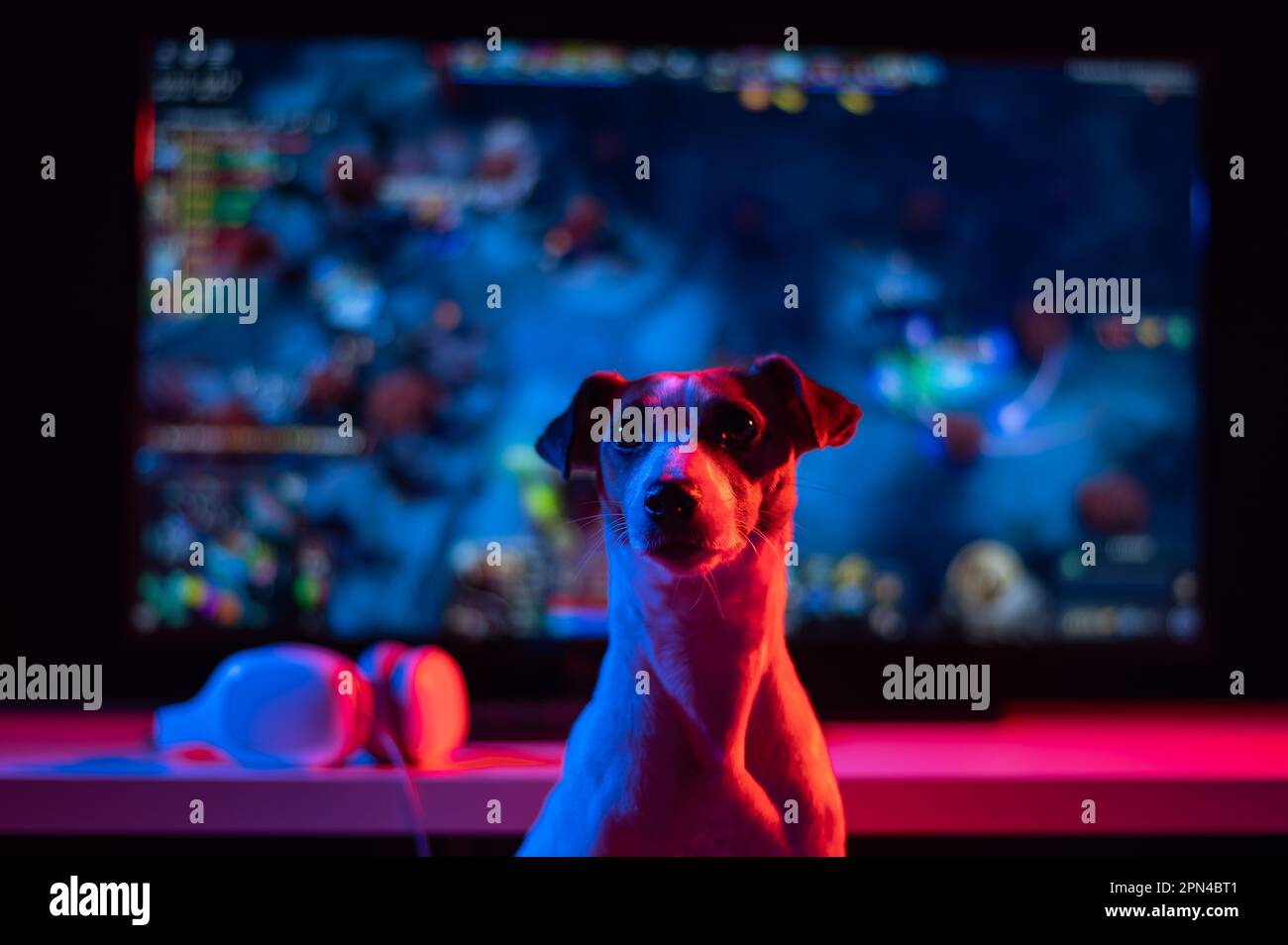 Dog Jack Russell Terrier is watching a computer game in neon light in ...