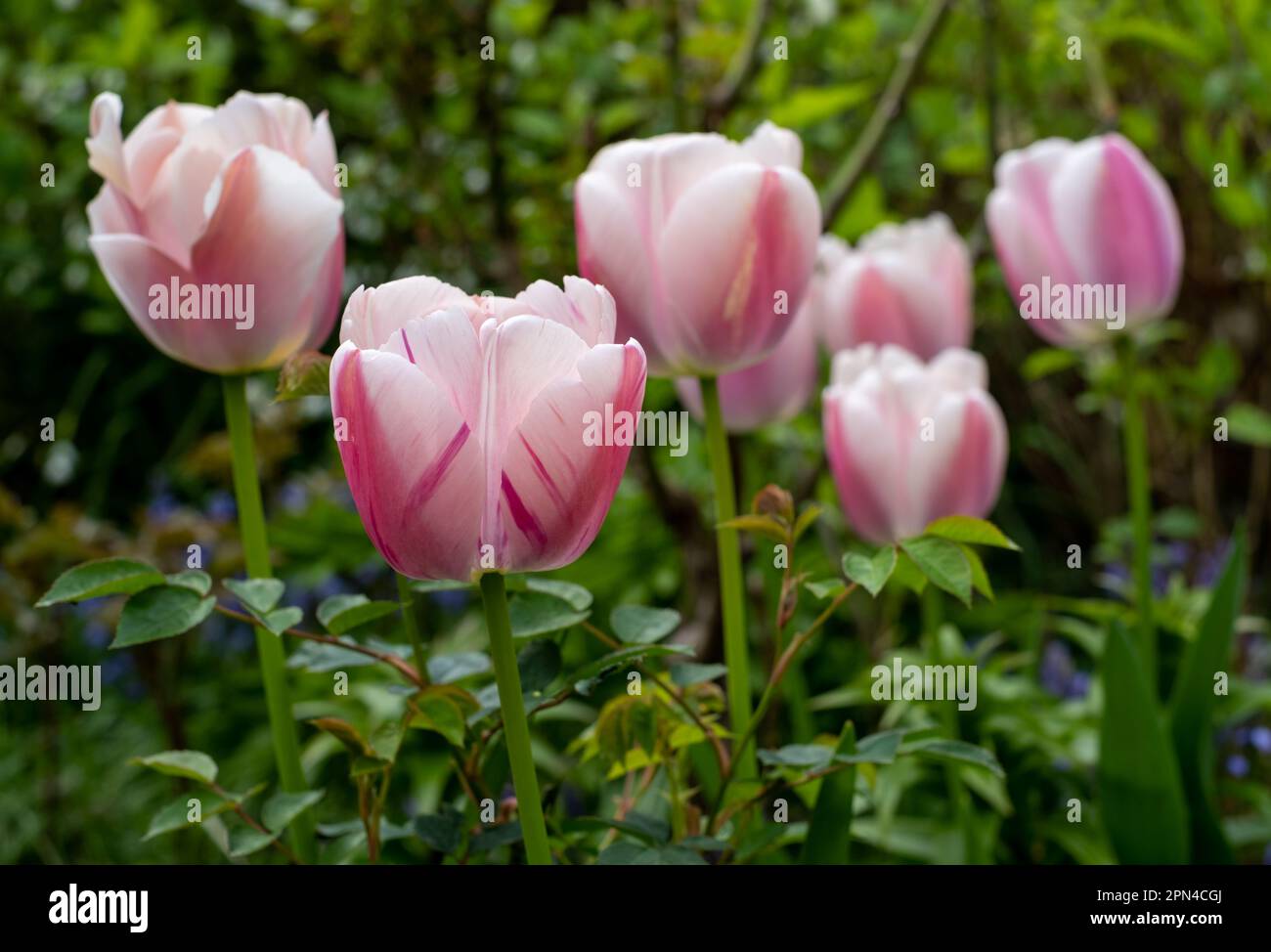 Stunning pink tulips amidst other spring flowers in the flower beds at ...