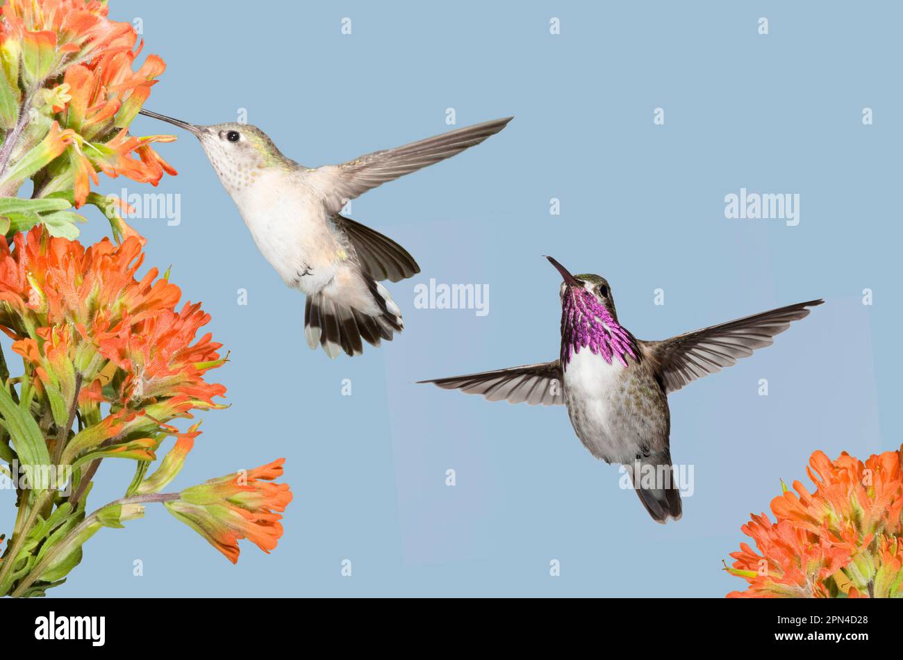 Female calliope hummingbird hi-res stock photography and images - Alamy
