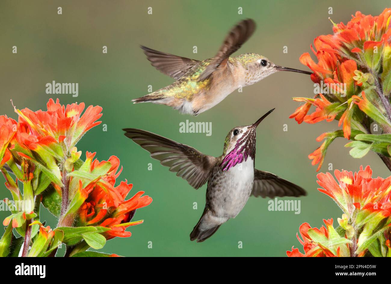 Selasphorus calliope hi-res stock photography and images - Alamy