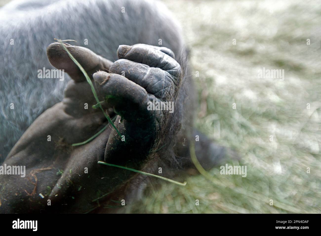 Gorilla hand hi-res stock photography and images - Alamy