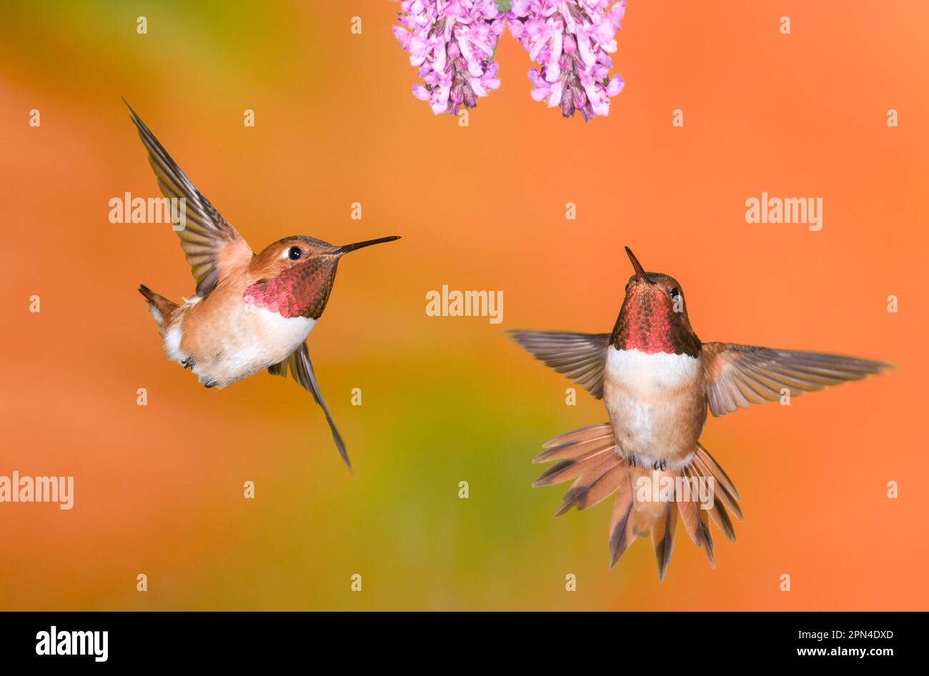 Rufous hummingbird males hi-res stock photography and images - Alamy