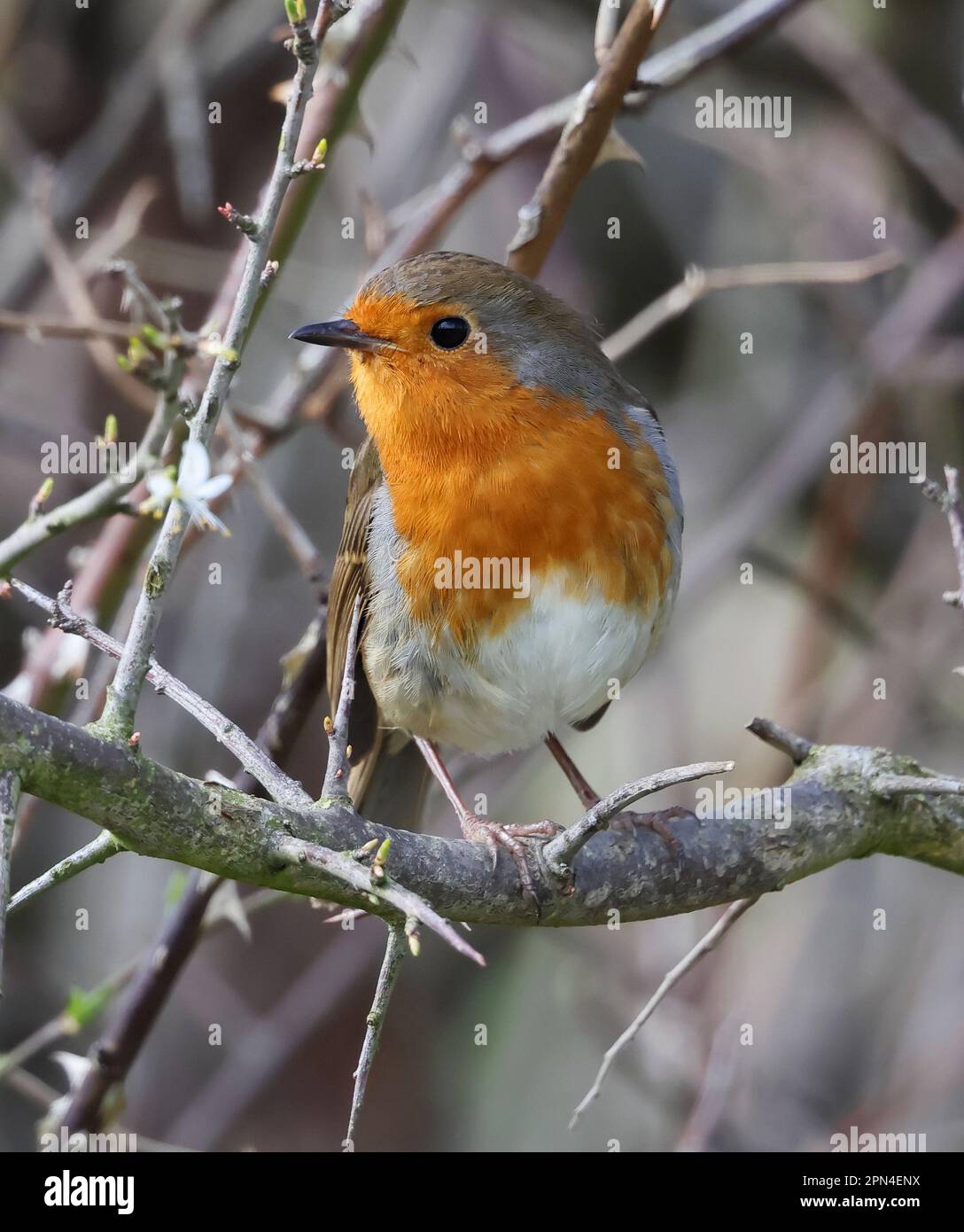 A beautiful Robin in a bramble hedge Cotswold Hills Gloucestershire UK ...