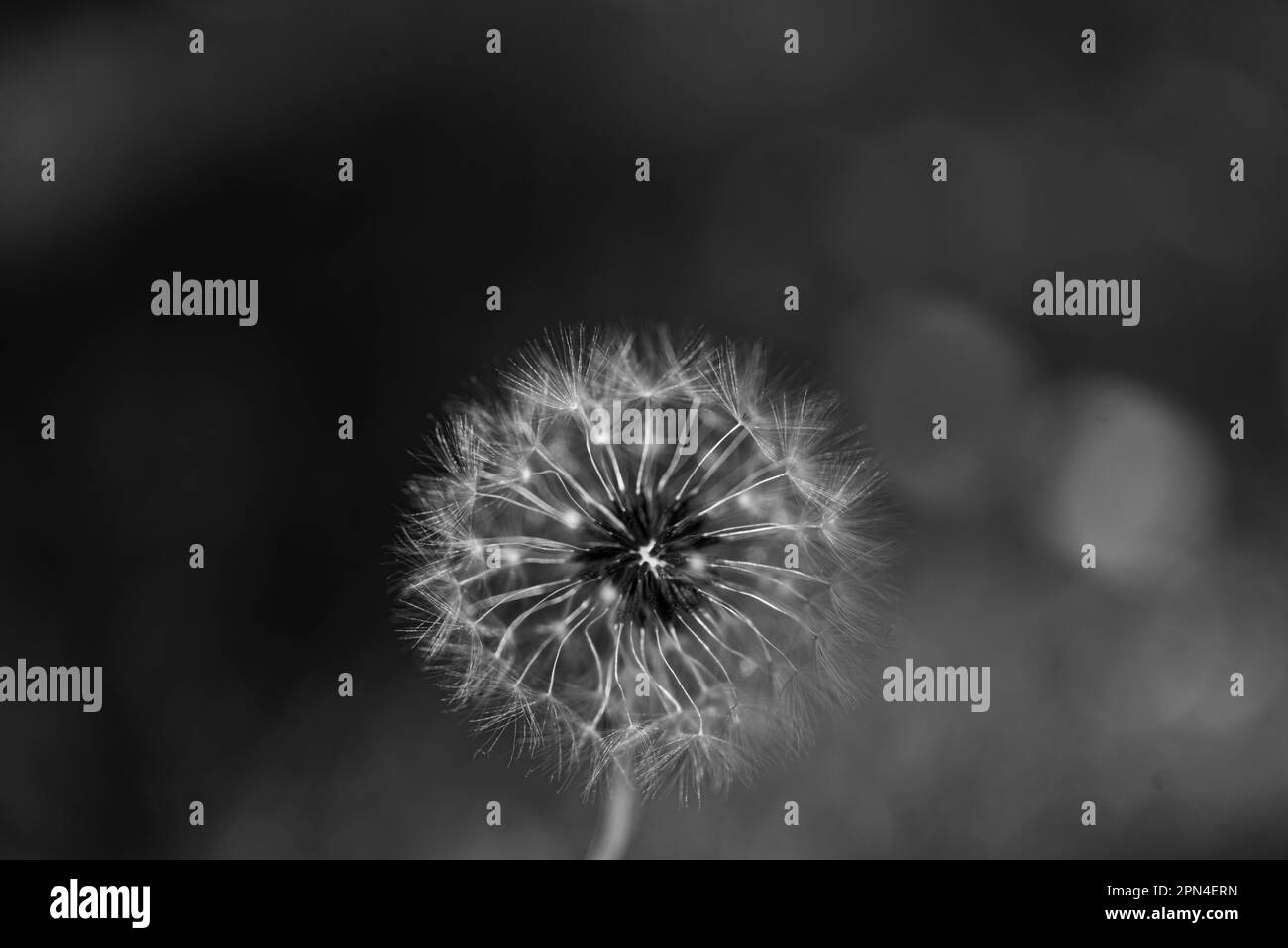 Black and white vertical closeup of a common dandelion blowgun ball with lsus fluffy seeds to ...