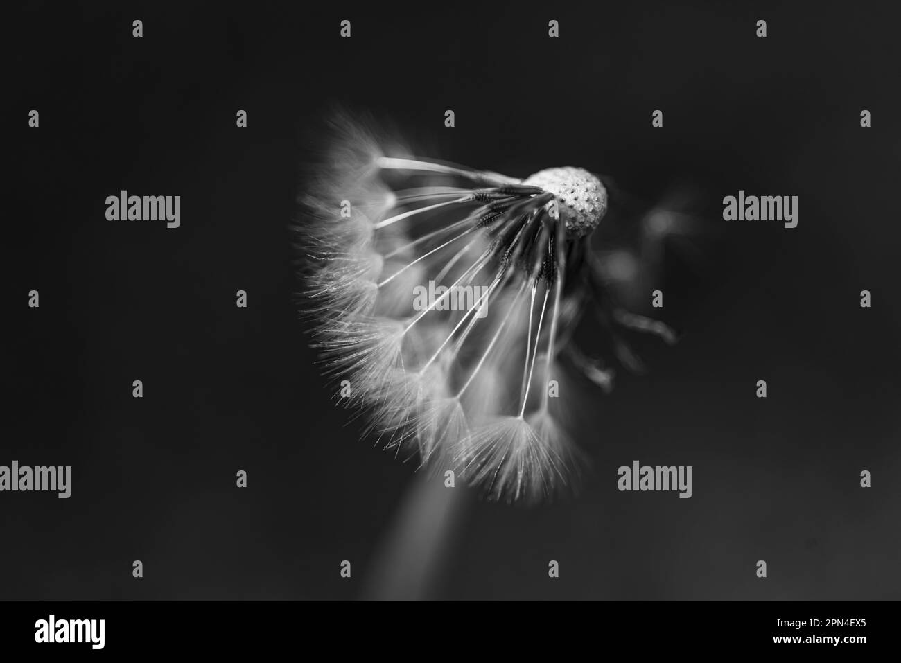 Images of plant seeds Black and White Stock Photos & Images - Alamy