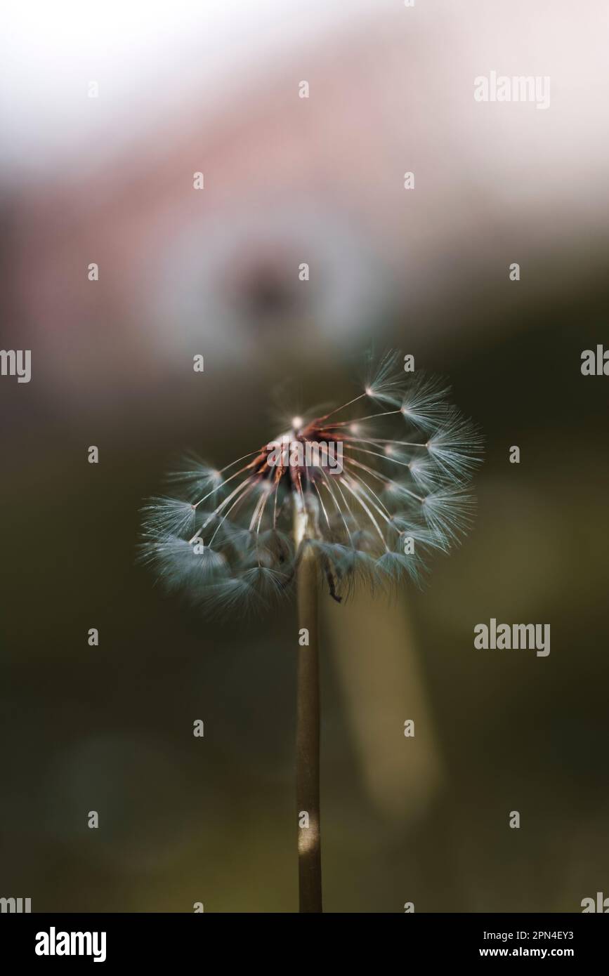 Vertical closeup of a common dandelion blowgun ball with half of its ...