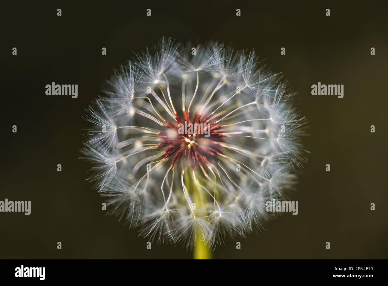 Vertical closeup of a common dandelion blowgun ball with lsus fluffy ...