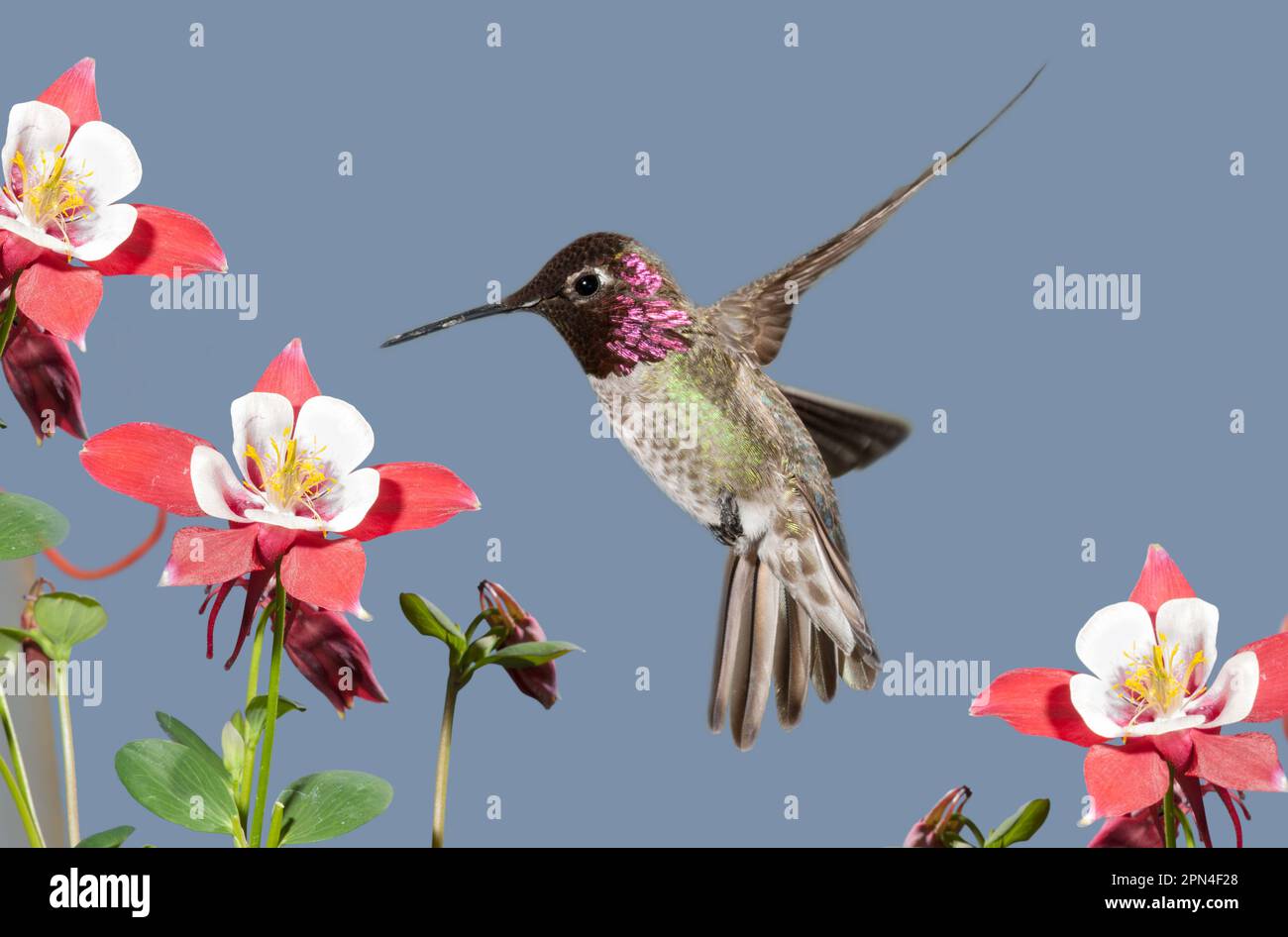 Anna's hummingbird feeder hi-res stock photography and images - Alamy