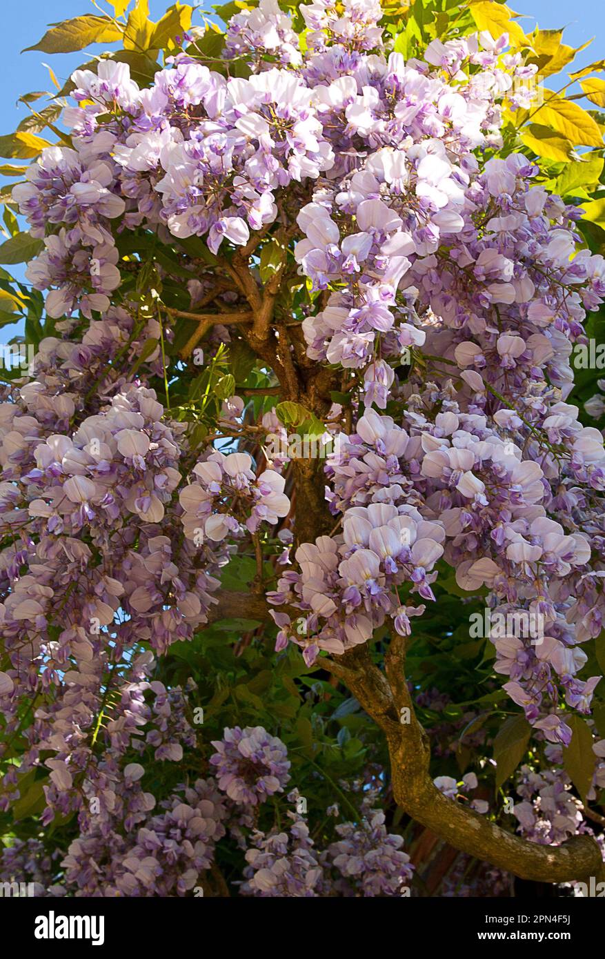 wisteria sinensis cascading on country cottage, England Stock Photo - Alamy