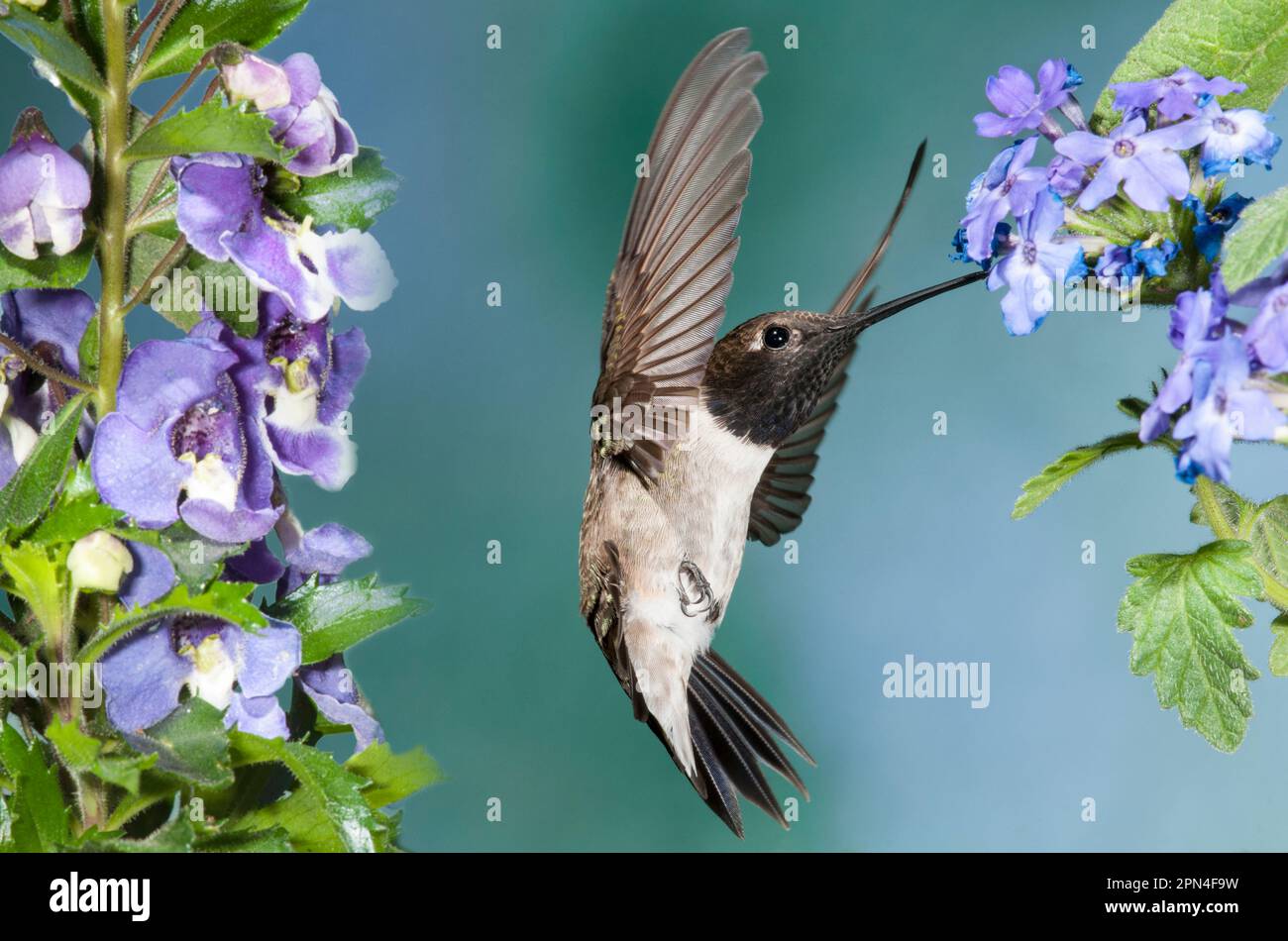 Hummingbirds; Black-chinned Hummingbird ; Arizona Stock Photo - Alamy