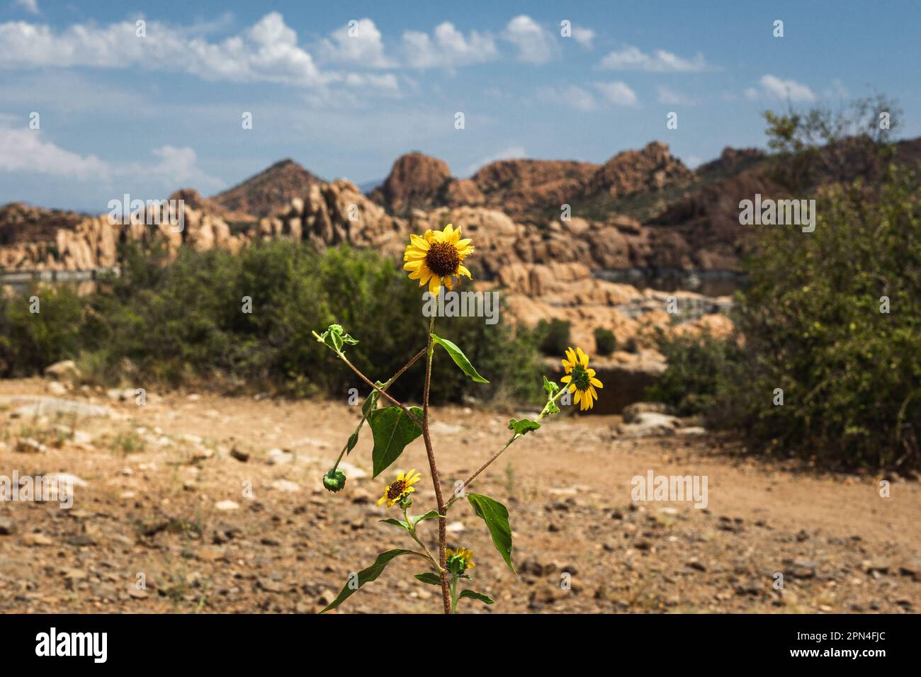 Yellow Sunflower in Bloom at Watson Lake Park, Lone Arizona Wildflower ...