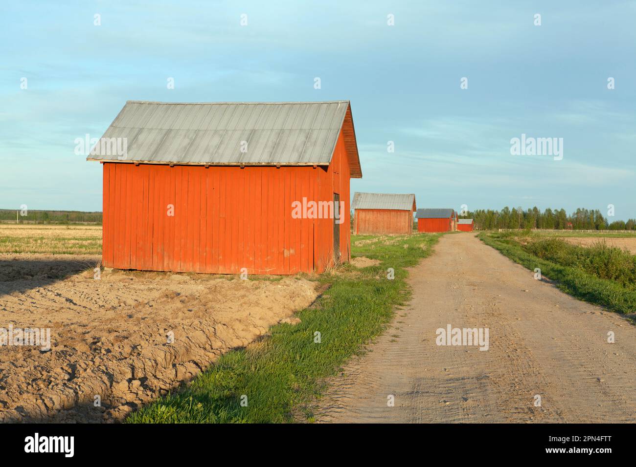 Red wooden barns along a gravel road. Farming district in bright ...