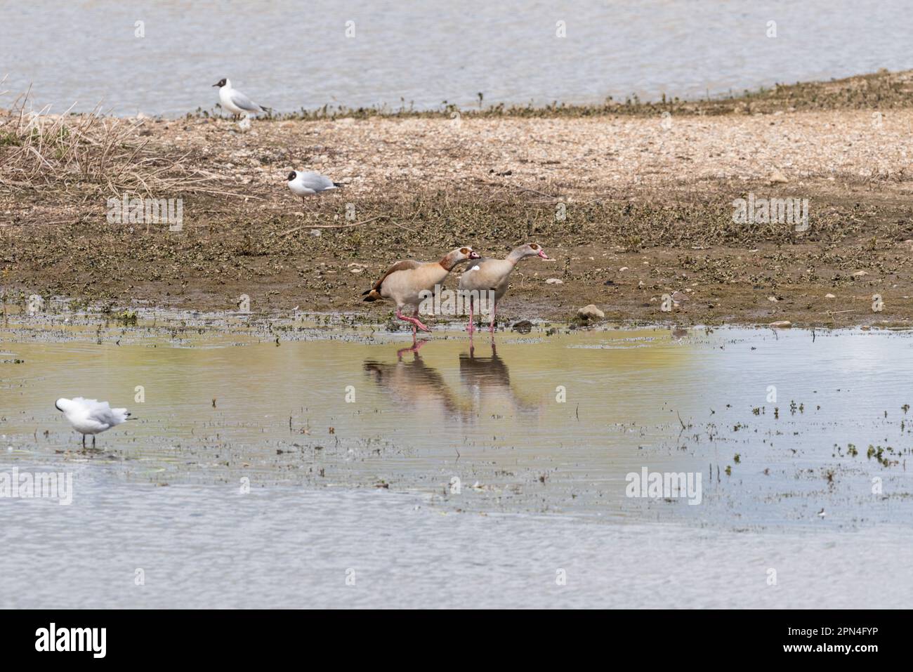 Egyptian Geese (Alopochen aegyptiaca) during a pre-mating display Stock ...