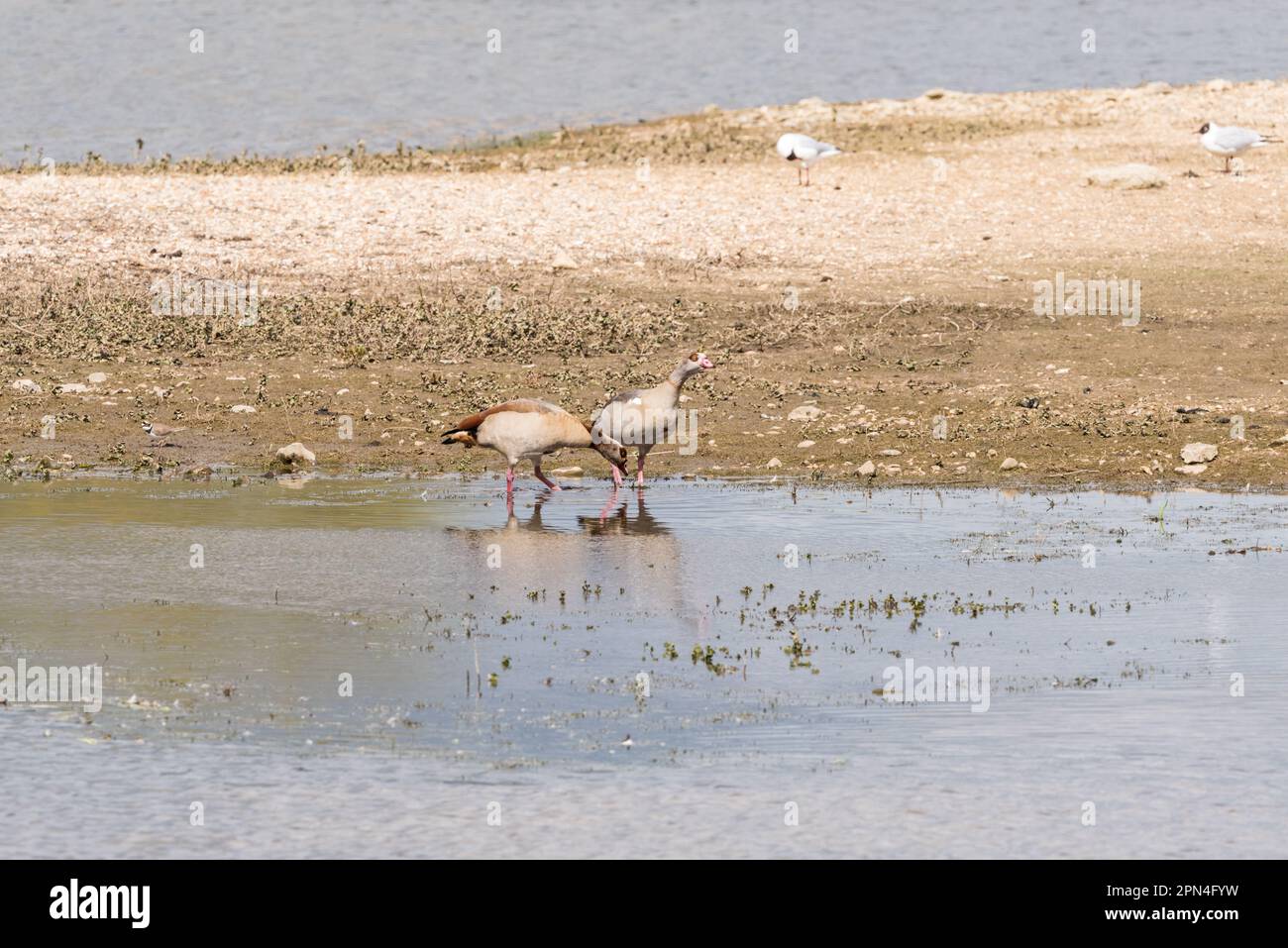 Pre mating display hi-res stock photography and images - Alamy