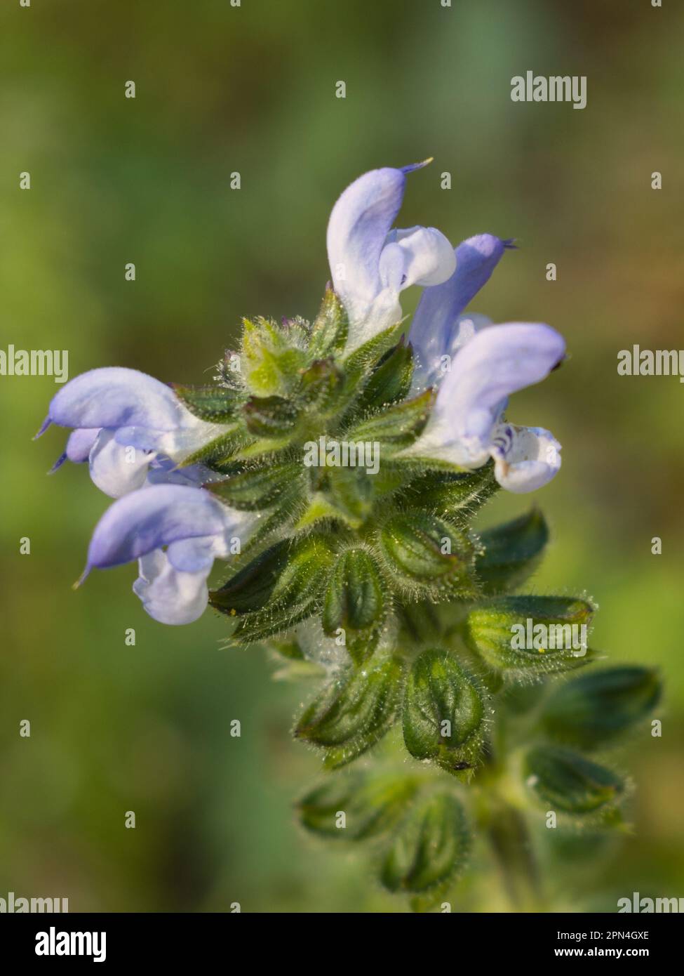 wild sage flowers and buds on blurred background Stock Photo - Alamy