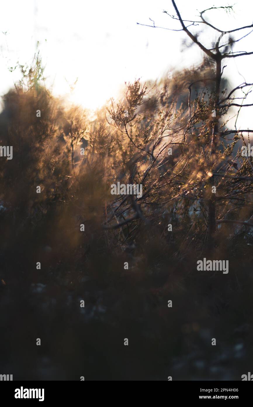 Sun shining through the bushes Stock Photo - Alamy
