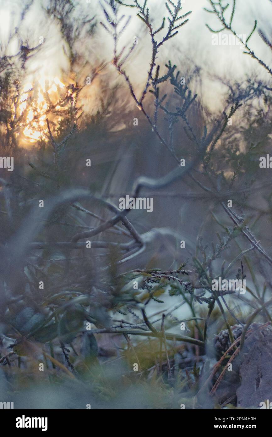 Sun shining through the bushes Stock Photo - Alamy