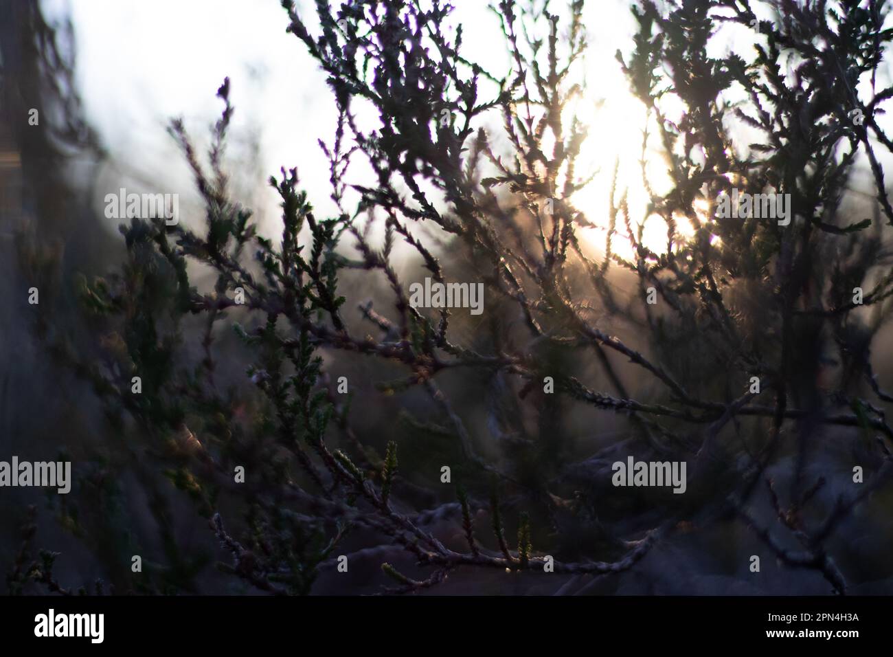 Sun shining through the bushes Stock Photo - Alamy