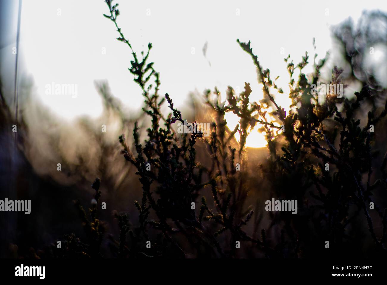 Sun shining through the bushes Stock Photo - Alamy