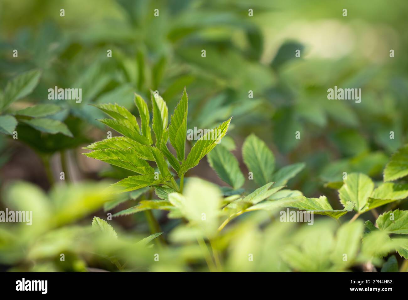 Aegopodium podagraria commonly called ground elder, herb gerard, bishop ...
