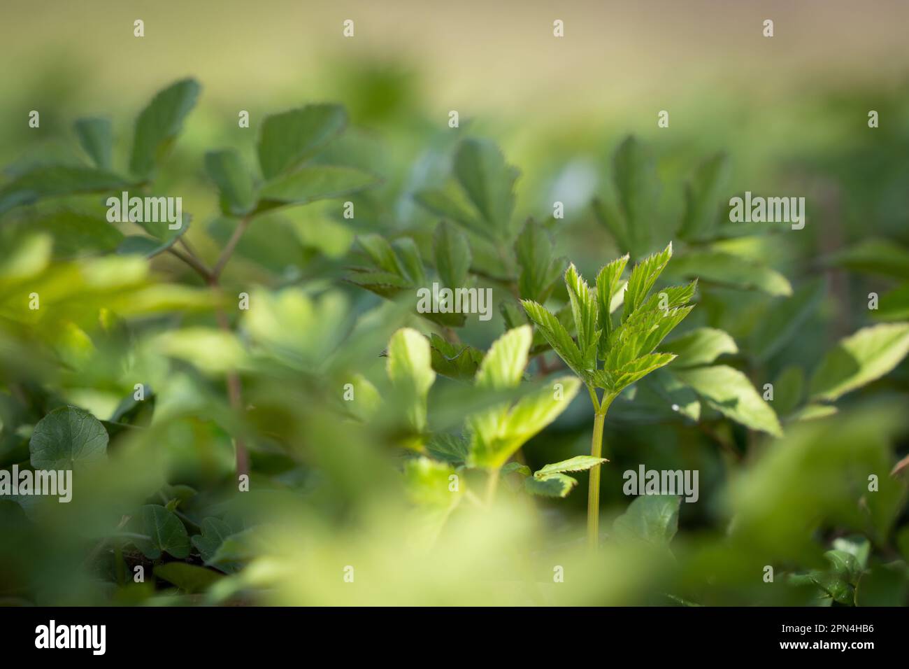 Aegopodium podagraria commonly called ground elder, herb gerard, bishop ...