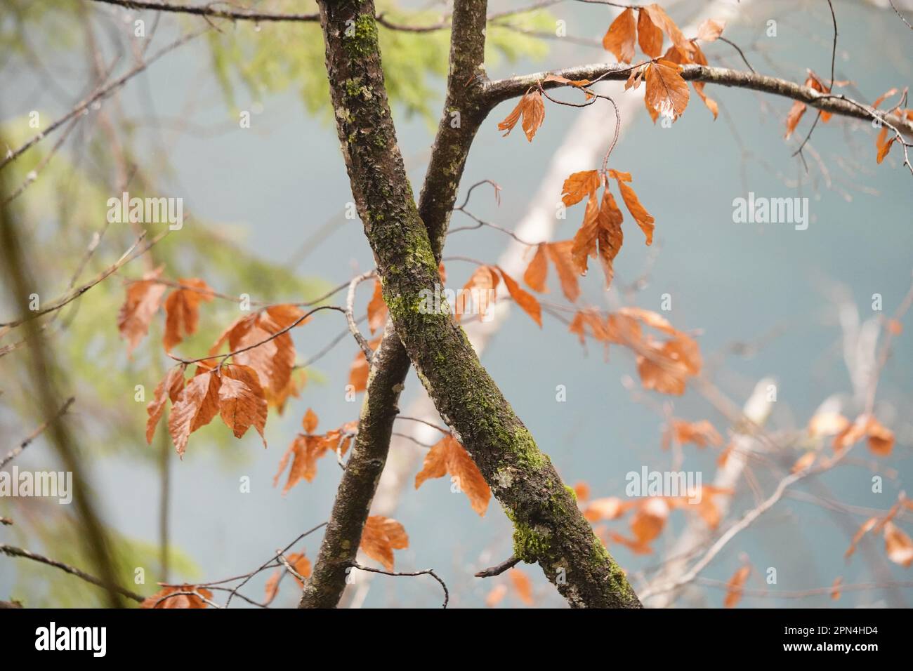 A closeup of two slender tree branches intersecting each other against ...