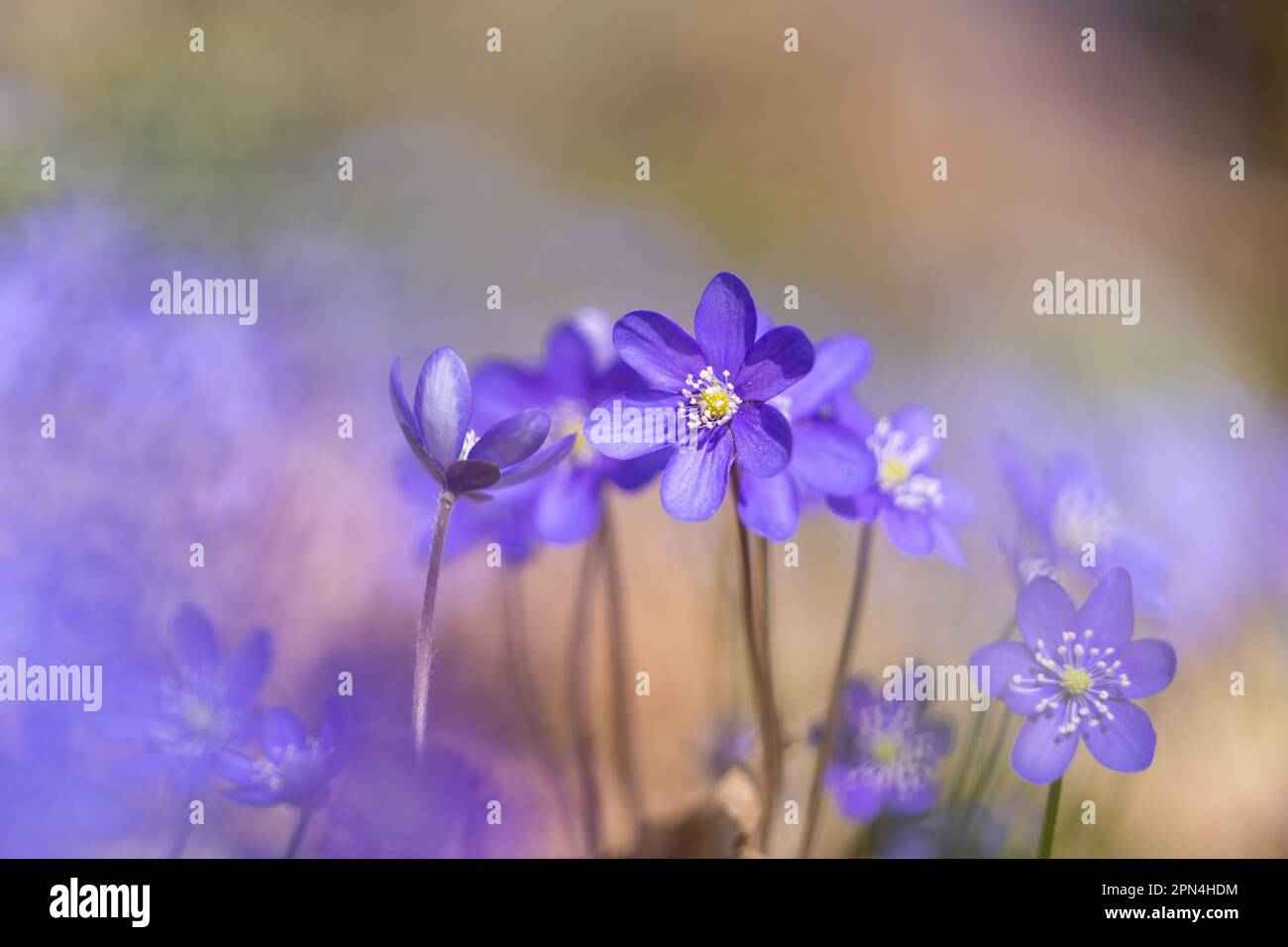 Hepatica flowers that blooming in the forest in early spring. Hepatica ...