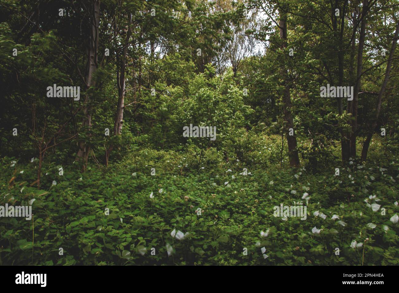 Trees and plants in the woods Stock Photo - Alamy