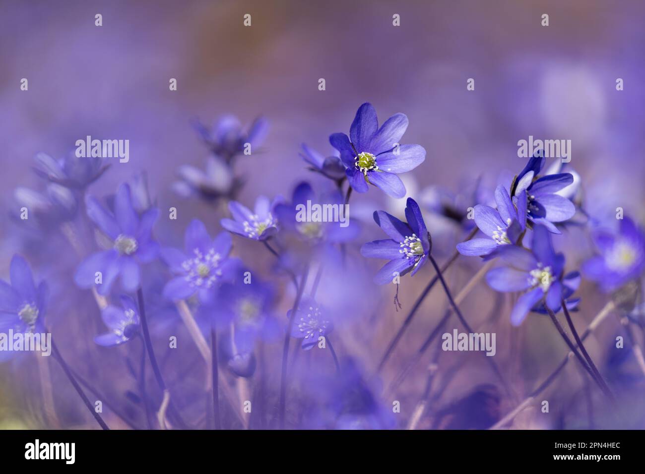 Hepatica flowers that blooming in the forest in early spring. Hepatica ...